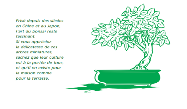 Comment choisir et entretenir vos bonsaïs