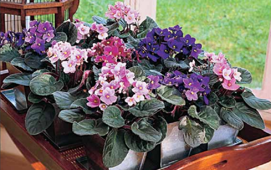 Comment choisir et entretenir vos plantes à fleurs