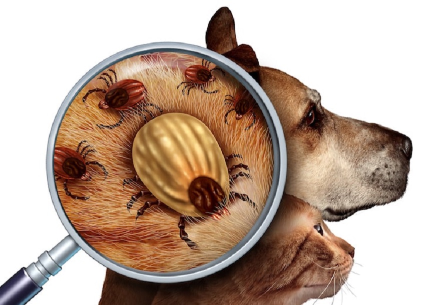 Comment lutter contre les puces et les tiques